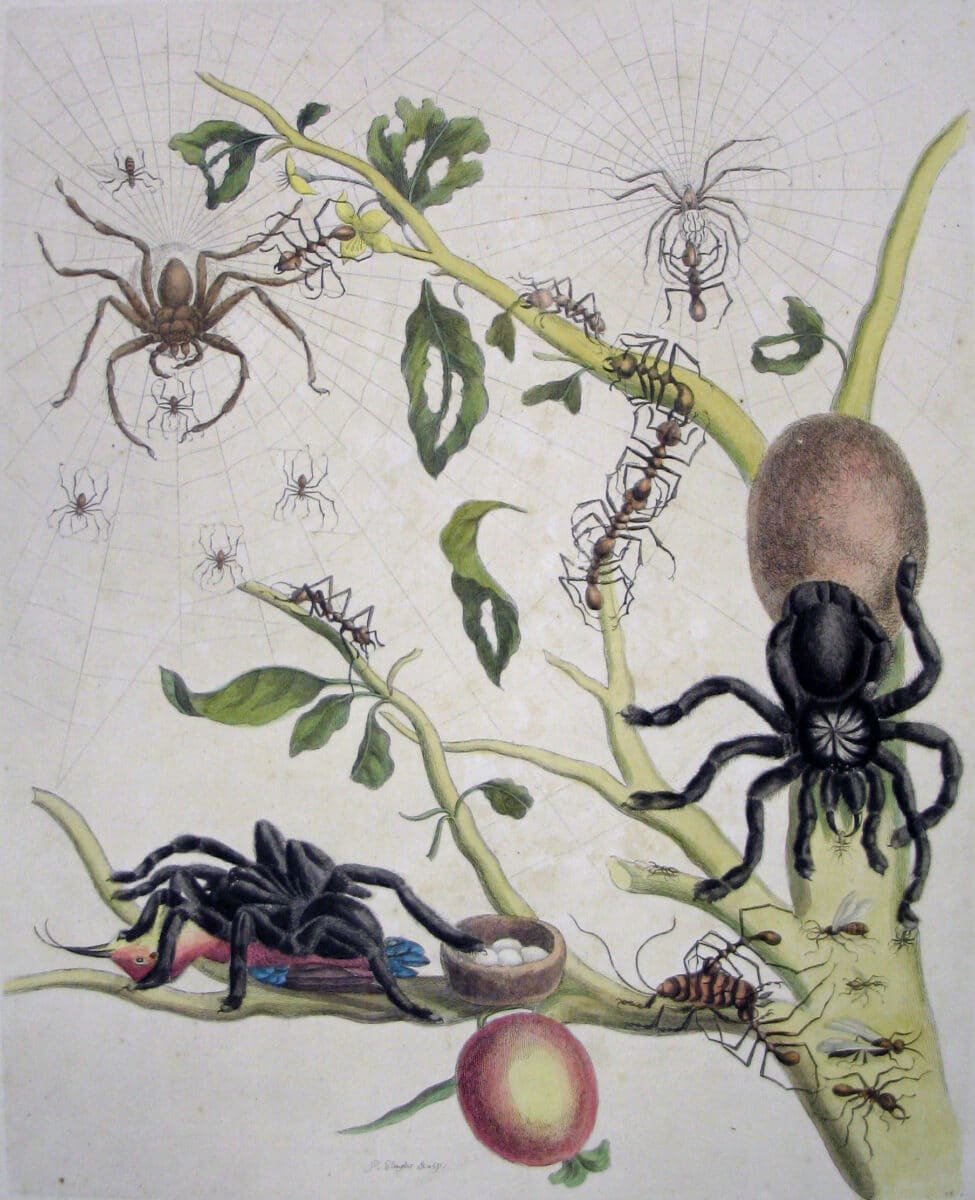 Capturing Nature: The Insect World in Art - Harn Museum of Art